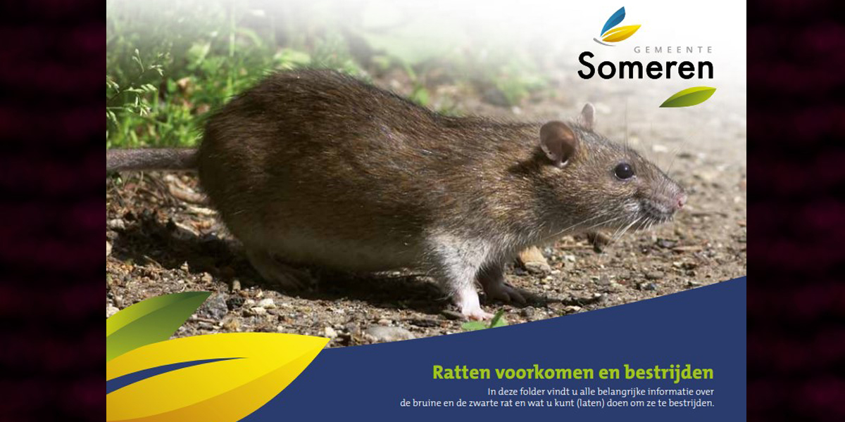 Tips ter voorkoming van ratten en het bestrijden ervan – Slaponline